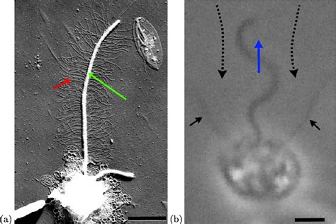 figure 1 from hydrodynamic interactions are key in thrust generation of