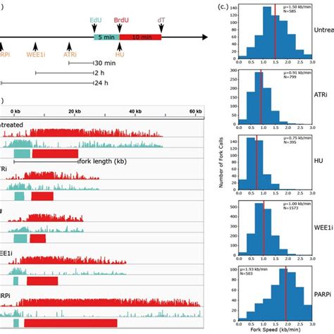 Replication Stress Signatures Stratify Cells By Treatment A Each Download Scientific