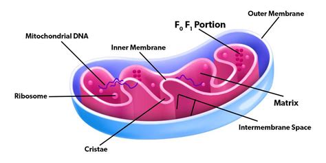 Difference Between Mitochondria And Chloroplast Geeksforgeeks
