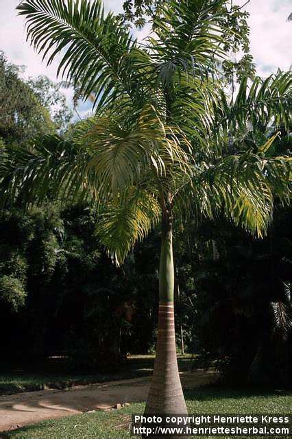 Roystonea Oleracea Alchetron The Free Social Encyclopedia