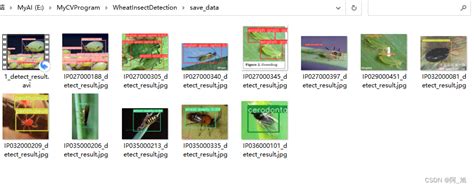 基于yolov8深度学习的智能小麦害虫检测识别系统【python源码 pyqt5界面 数据集 训练代码】目标检测、深度学习实战 小麦病虫害检测