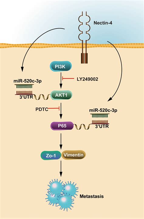 A Proposed Schematic Model The Nectin 4 Regulates Emt Via Download Scientific Diagram