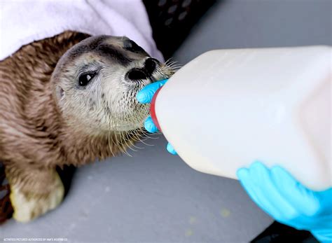 Aslc Caring For Young Bearded Seal Pup The Cordova Times