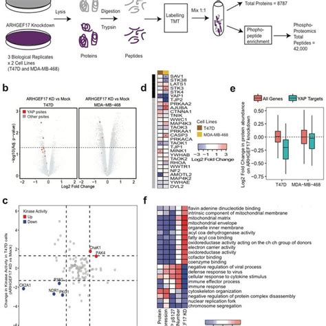 Evidence Of Kinase Addiction In Depmap Cancer Cell Lines A Download Scientific Diagram