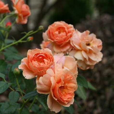 Yardline® Viburnum Proven Winners Colorchoice Flowering Shrubs