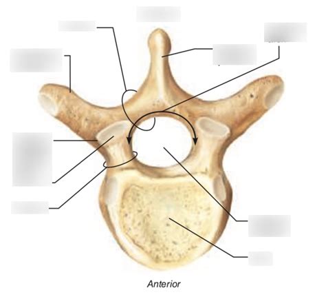 Typical Vertebra Diagram Quizlet