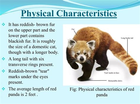 Red Panda Pptx
