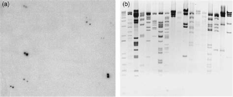 Figure 1 From Polyketide Synthase Pathways Identified From A Metagenomic Library Are Derived