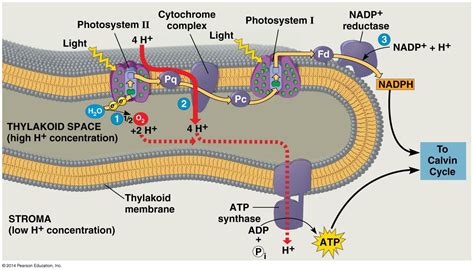 Thylakoid Membrane