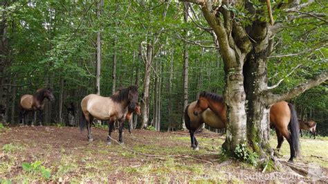 Коні табун Карпатський ліс відео для релаксу звуки природи Youtube