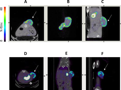 99m Tc Pertechnetate Uptake Ability Of Subcutaneous Ht29nis And K7m2nis