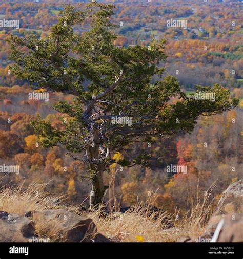 Opposite Colors In Nature Hi Res Stock Photography And Images Alamy