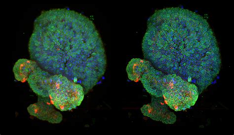 High Speed Confocal Microscope System Dragonfly Andor Oxford Instruments