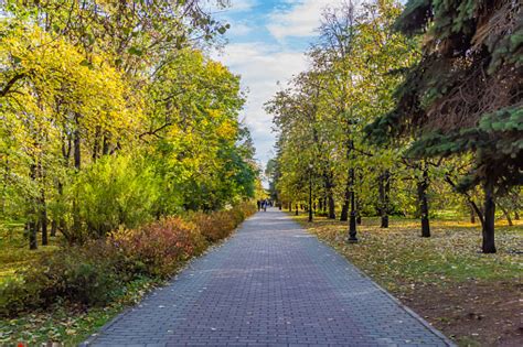 회색과 빨간색 포장 석판이있는 포장 된 길과 나무와 나무 사이에 노란 잎이 있고 색이 다채로운 녹색과 노란색이 있는 관목 가을에 대한 스톡 사진 및 기타 이미지 Istock