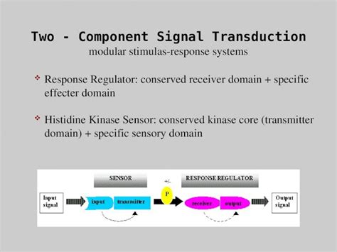 Ppt Two Component Signal Transduction Modular Stimulas Response