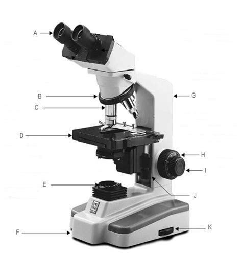 Compound Microscope Diagram Diagram Quizlet