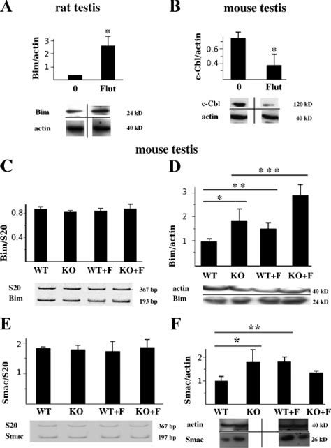Bim El And Smac Diablo Are Up Regulated In The Cbl Ko Mouse Testis Cbl