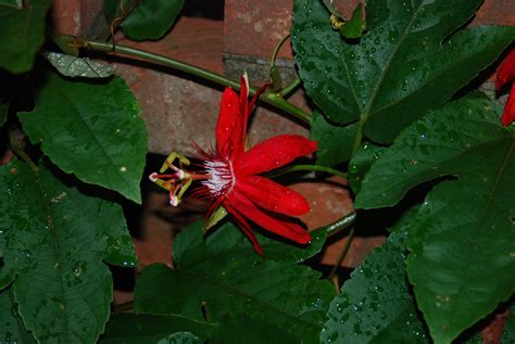 Passiflora Coccinea Nurseries Caroliniana