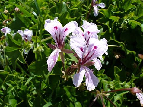 Pelargonium Peltatum Wikipedia