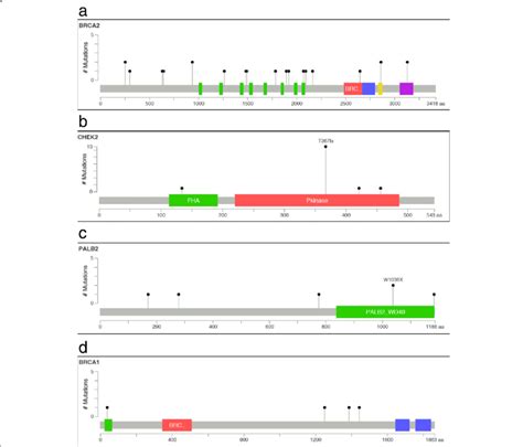 Position Of Pathogenic Variants In Dcis Cases In A Brca2 B Chek2 C Download Scientific