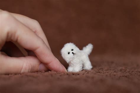Tiny White Maltese Puppy 126 Inches