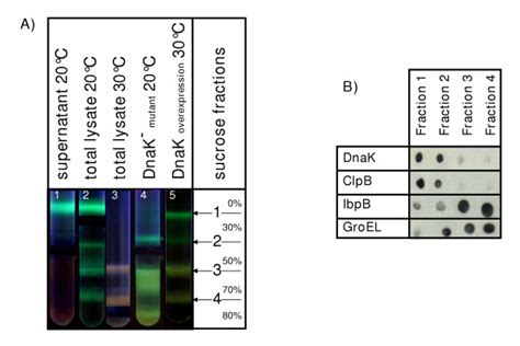 Separation Of Recombinant Gfp Gst Fractions By A Sucrose Step Gradient
