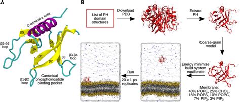 conserved ph domain structure and simulation workflow a structure of