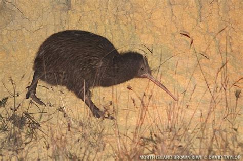 Tierra De Cigueñas Kiwi Común Apteryx Australis