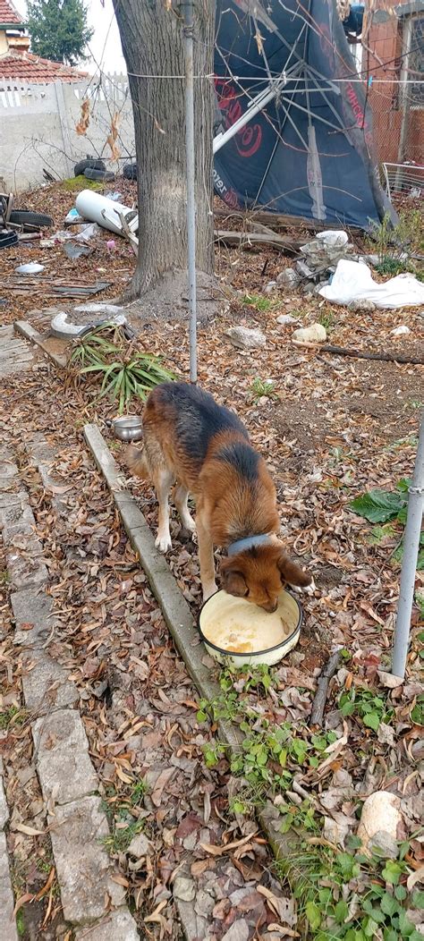 Бездомни Кучета и Котки търсещи дом помощ и приемни домове Здравейте спешно се търси дом за