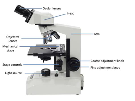 Mid Term Aandp 2 Lab Flashcards Quizlet