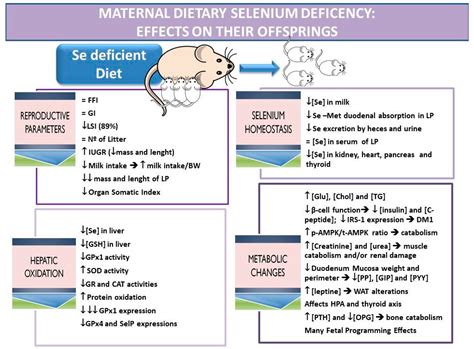 Fetal Programming Is Deeply Related To Maternal Selenium Status And