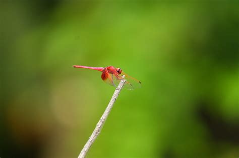 잠자리 Hd 바탕 화면 배경 화면 무료 다운로드 Wallpaperbetter