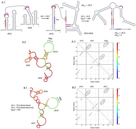 designs of srna based and logic gates we show two designs a and b