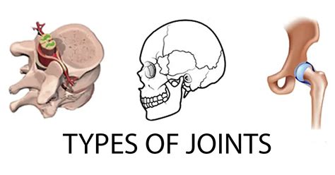 Understanding Different Types Of Joints Learning Physio