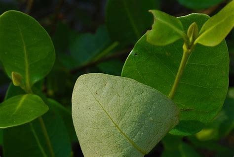 Pohon Api Api Ujian