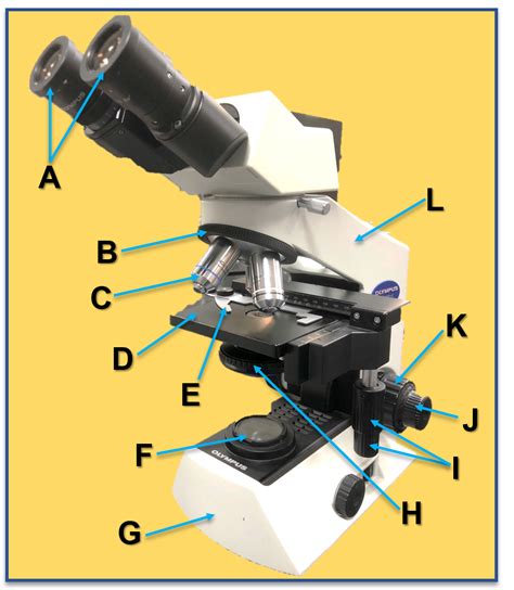 Compound Microscope Diagram