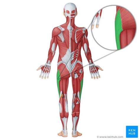 File Iliotibial Tract Kenhub Png Physiopedia