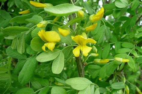 Быстрорастущие декоративные кустарники, которые преобразят участок ...