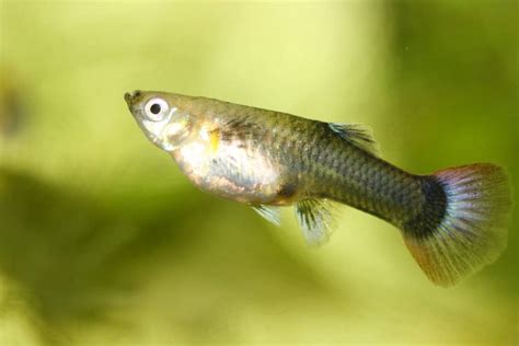 Can Different Types Of Guppies Live Together At William Justice Blog