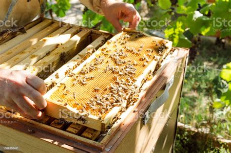 무리 프레임과 꿀벌의 많은 무리 프레임을 들고 그것의 품질을 제어 하는 양봉가 벌집에 대한 스톡 사진 및 기타 이미지 벌집 생활필수품 건강한 식생활 Istock
