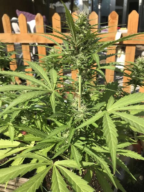 looks like it s already healing rate my lst r growbuddy