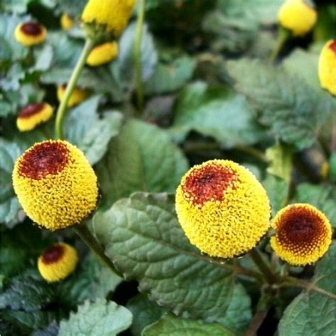 100 Seeds Toothache Plant Spilanthes Oleracea Easy To Grow Abg11