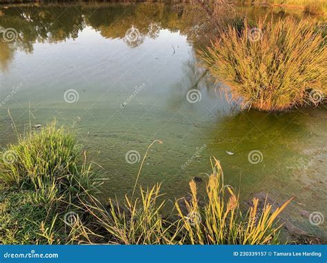 Pond Scum Algae Late Summer Green Growth In Water Stock Image Image