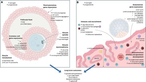 Ovarian Stimulation Protocols Impact On Oocyte And Endometrial Quality And Function Fertility