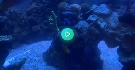 Snails Banging Album On Imgur