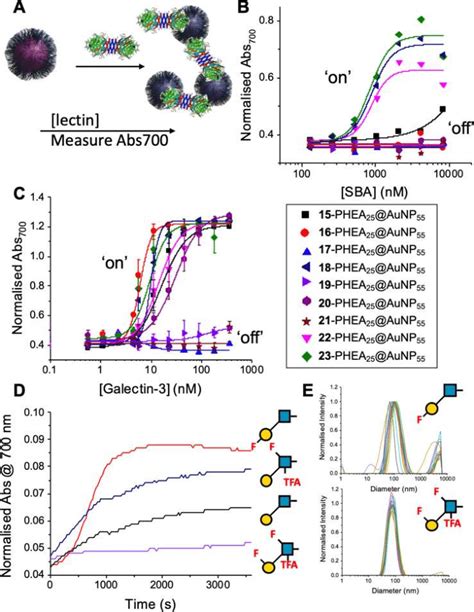 Screening Of Lectinf Glyconp Binding A Schematic Of Aggregation