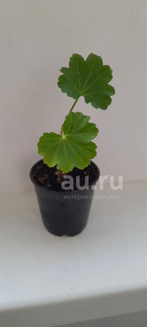 Герань — купить в Красноярске Горшечные растения и комнатные цветы на