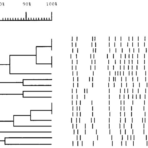 dendrogram of the 19 isolates and their is6110 rflp profiles with a