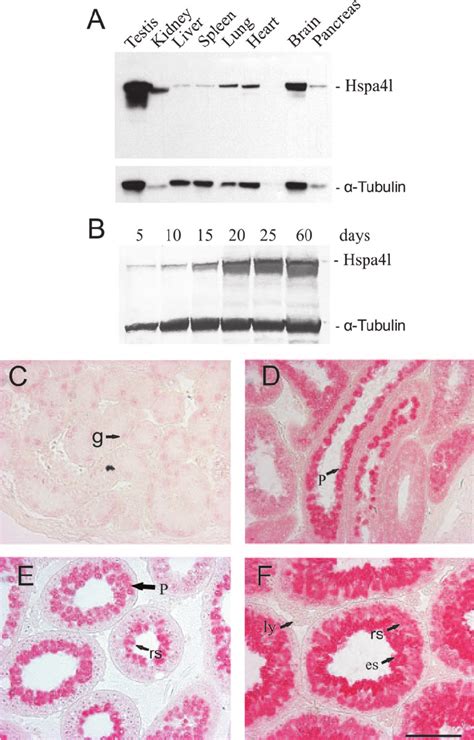 Expression Profile And Cellular Localization Of Hspa4l During Testis