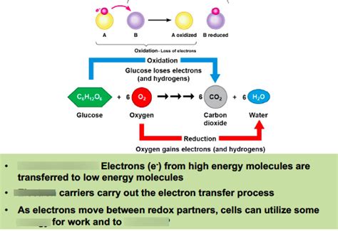 Cellular Respiration Is A Series For Redox Reactions Chapter Diagram Quizlet